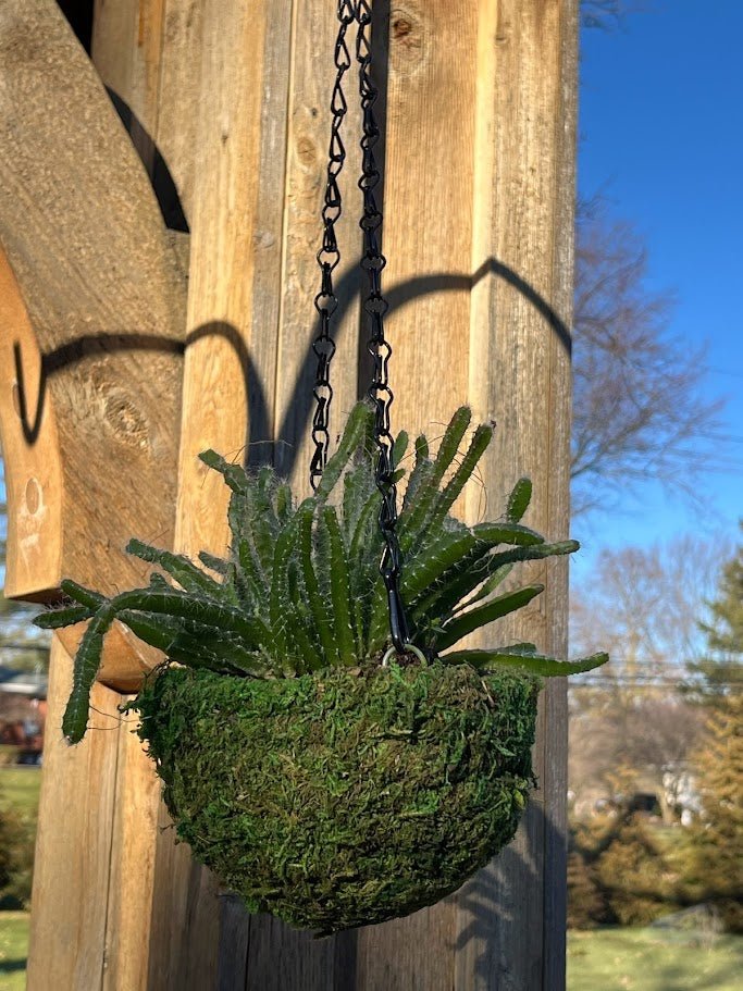 6" MOSS Hanging Basket - Circle Basket - Garden Outside The Box
