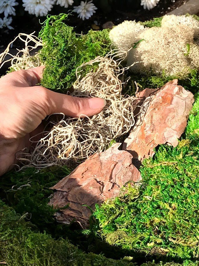 DIY Fairy Garden Preserved Moss Kit - Garden Outside The Box