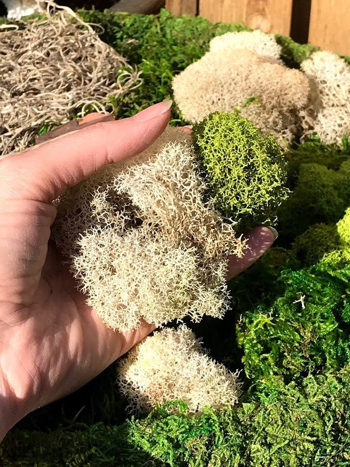 DIY Fairy Garden Preserved Moss Kit - Garden Outside The Box