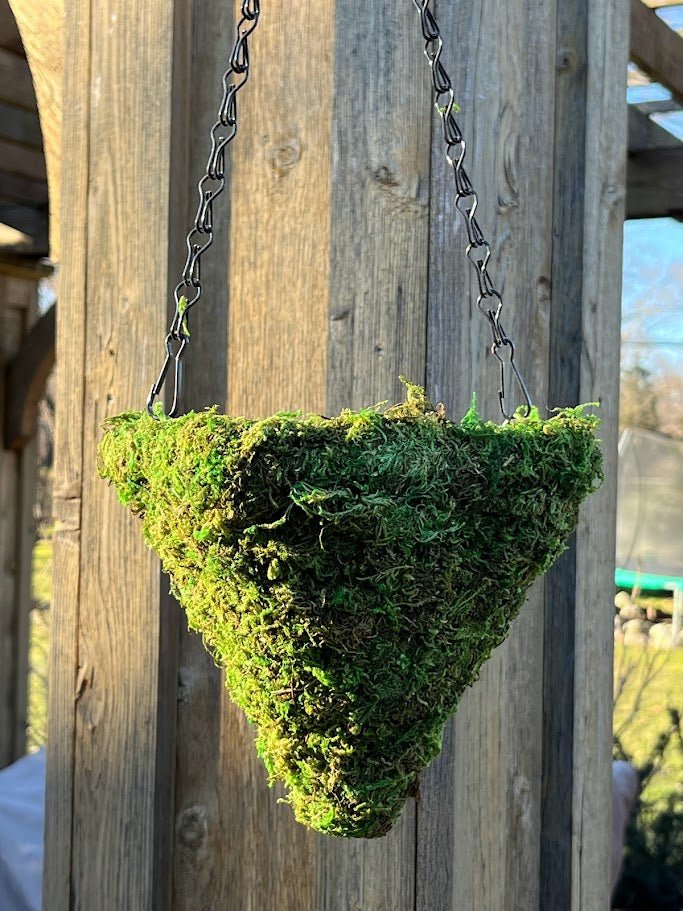 6" MOSS Hanging Basket - Square Cone - Garden Outside The Box