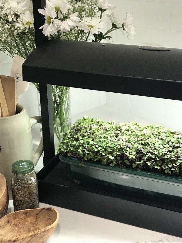 LED Microgreen Grow System - Everything you Need! - Garden Outside The Box