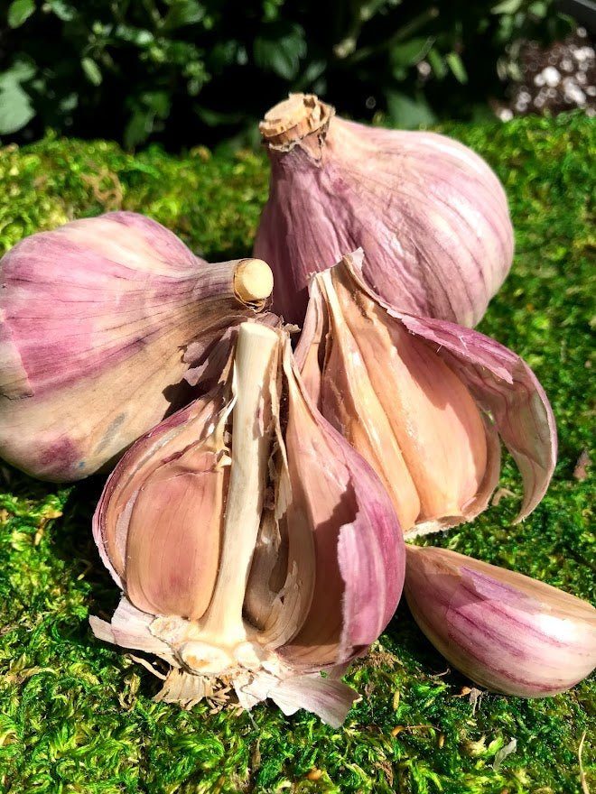 Marbled Purple Stripe Garlic Seed - Persian Star 1 lb - Garden Outside ...