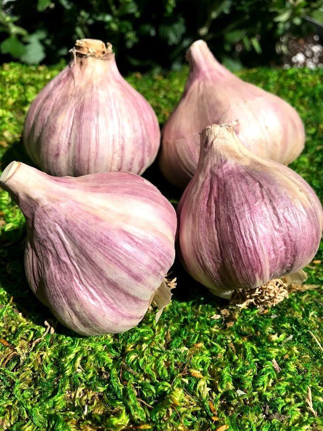 Marbled Purple Stripe Garlic Seed - Persian Star 1 lb - Garden Outside ...