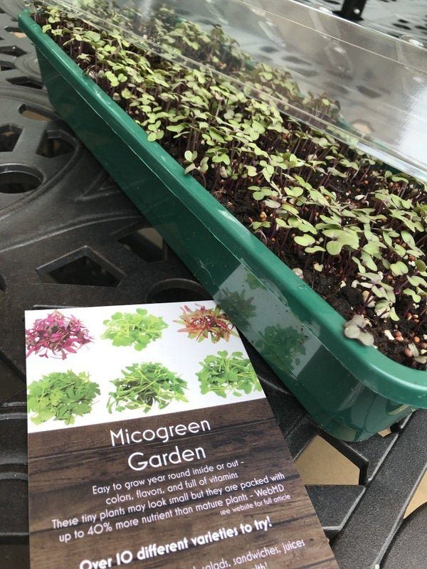 Microgreens Starter Kit - SMALL - Garden Outside The Box
