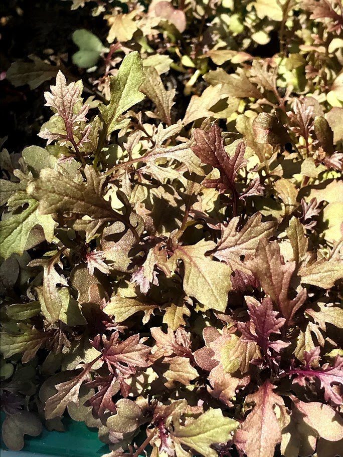Red Lace Mustard Microgreens - Garden Outside The Box