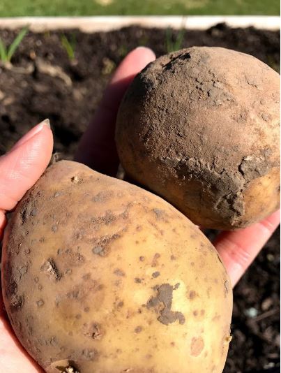 Seed Potatoes - Cal White - Garden Outside The Box