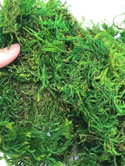 MOSS - Preserved Sphagnum - Garden Outside The Box