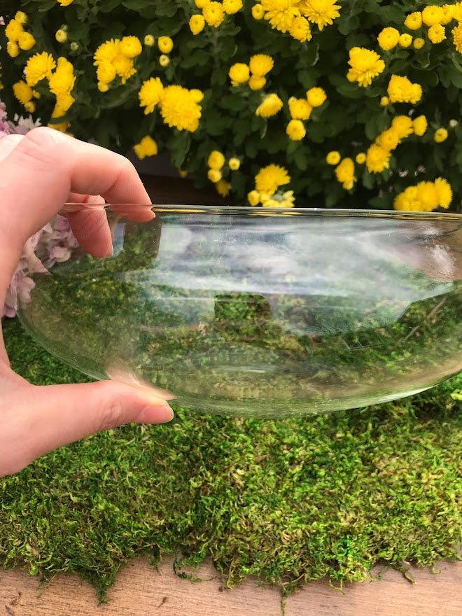 Terrarium - Shallow 10" Glass Terrarium - Garden Outside The Box